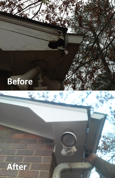 Squirrel Removal Phoenix | Squirrel Removal and Attic Repair in Phoenix