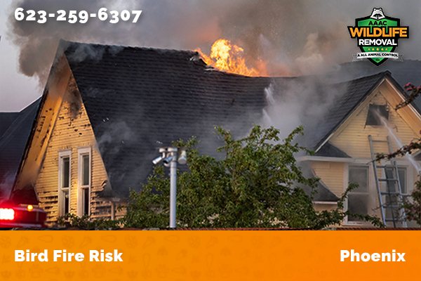 Bird Control - AAAC Wildlife Removal of Phoenix