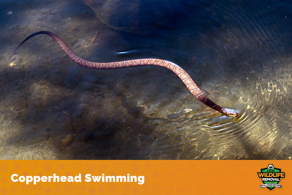 Do Copperhead Snakes Swim? - AAAC Wildlife Removal of Phoenix