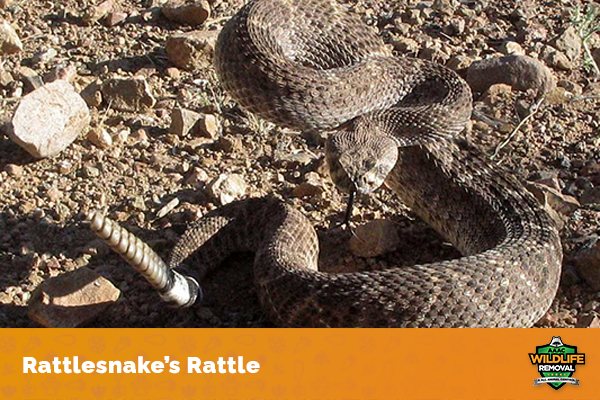 How Many Rattles on a Rattlesnake? - AAAC Wildlife Removal of Phoenix