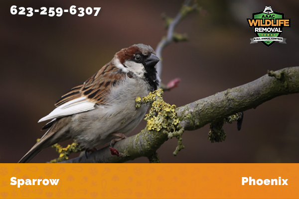 Bird Control - AAAC Wildlife Removal of Phoenix